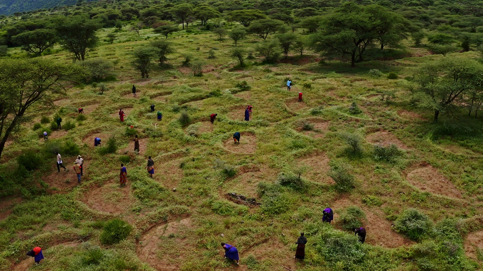 Restoring Global Biodiversity • Collections • Open Planet